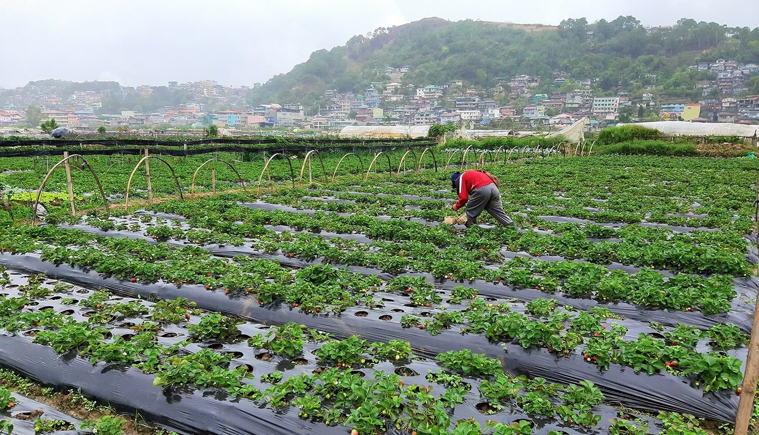 Strawberry Picking: La Trinidad Strawberry Farm - Jaye Travels