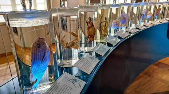 National Museum PH: Entrance Fees, Tips, and Guide