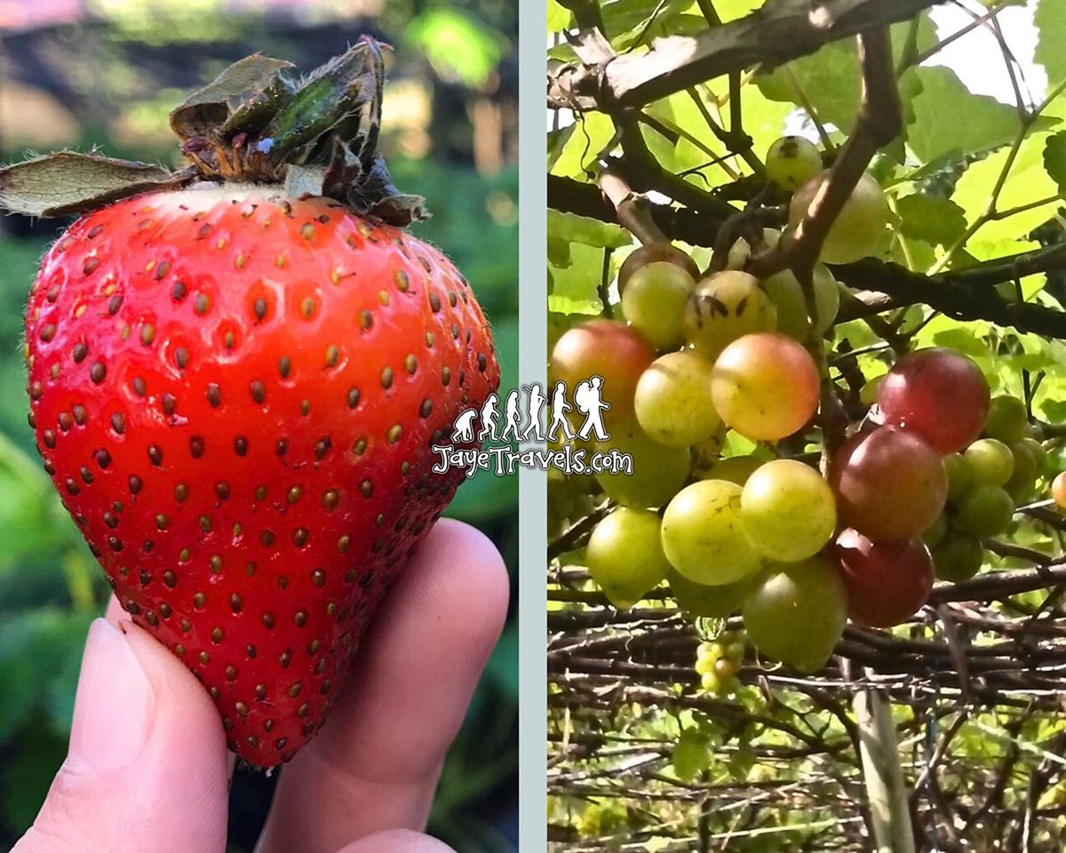 Strawberry Farm…in Bulacan? - Jaye Travels