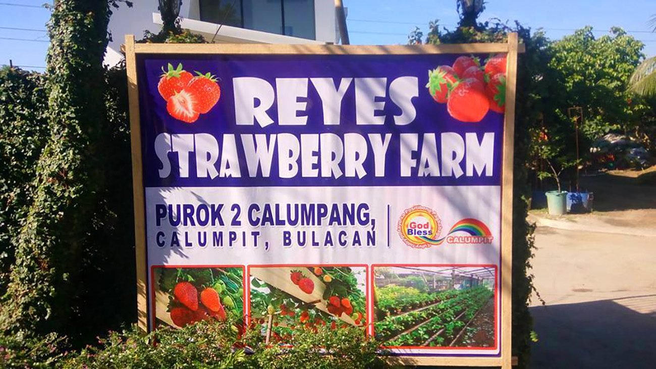 Strawberry Farm…in Bulacan? - Jaye Travels